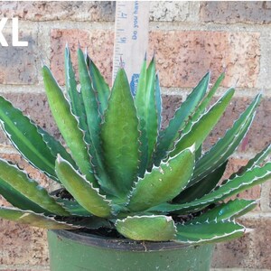 Agave Univittata Splendida Live Agave Plants Large Xlarge - Etsy