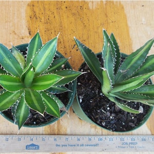 Agave Univittata Splendida Live Agave Plants Large Xlarge - Etsy