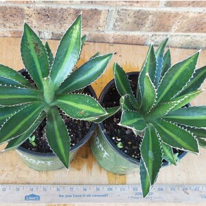 Agave Univittata Splendida Live Agave Plants Large Xlarge - Etsy