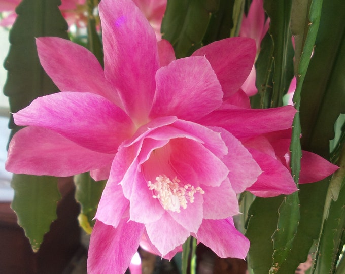 German Empress Epiphyllum Rare Orchid Cactus (disocactus Phyllanthoides ...