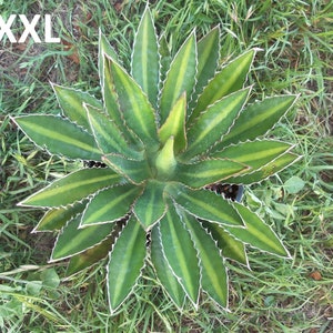 Agave Univittata Splendida Live Agave Plants Large Xlarge - Etsy
