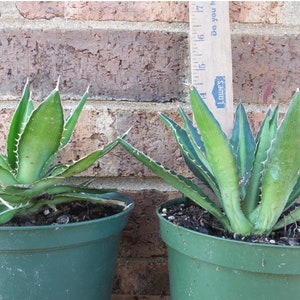 Agave Univittata Splendida Live Agave Plants Large Xlarge - Etsy