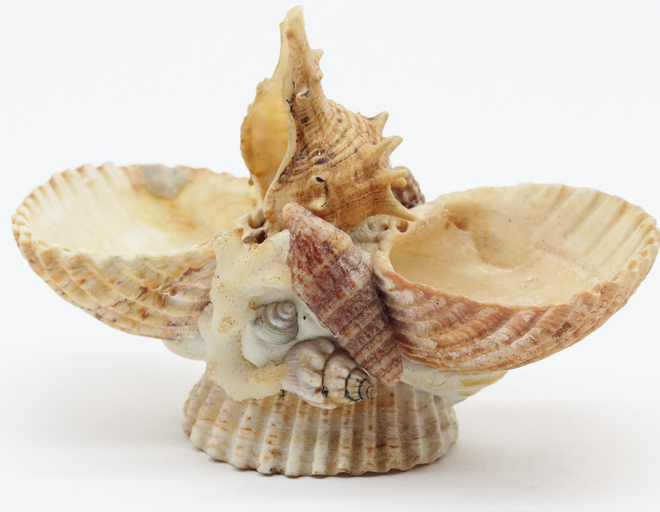 Vintage Shell Salt and Pepper - Etsy