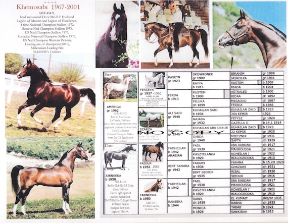Horse KHEMOSABI Champion Arabian Stallion Picture Pedigree 8.5 - Etsy