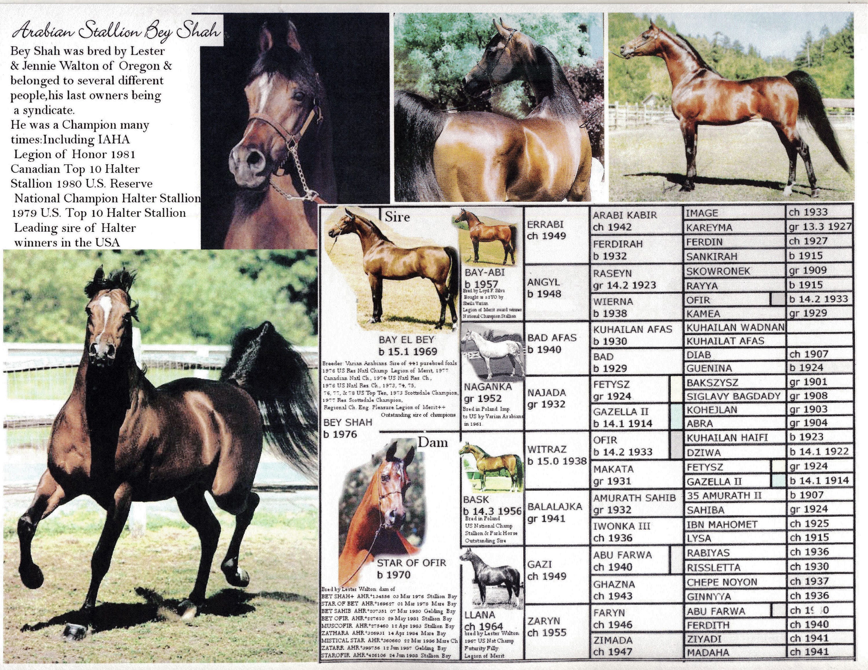 Arabian Horse Bey Shah Picture Pedigree 11 X 8.5 - Etsy