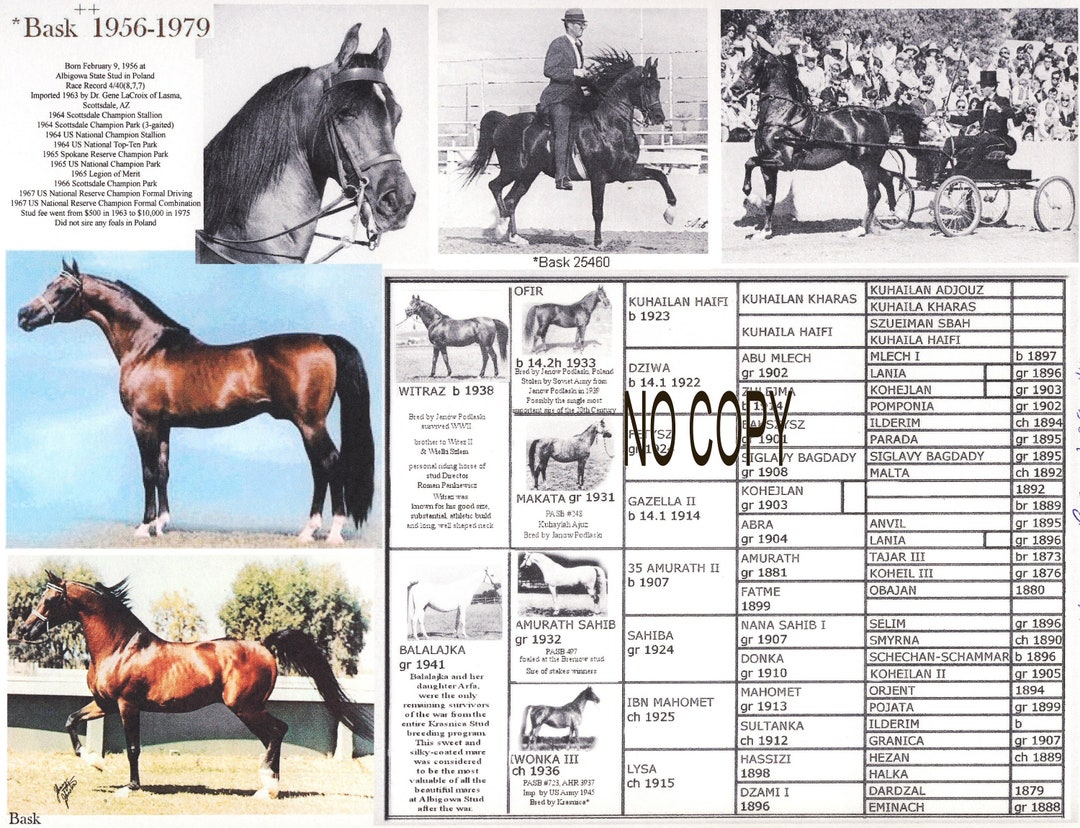 Polish Arabian Horse Legend BASK Picture Pedigree 8.5 X 11 - Etsy