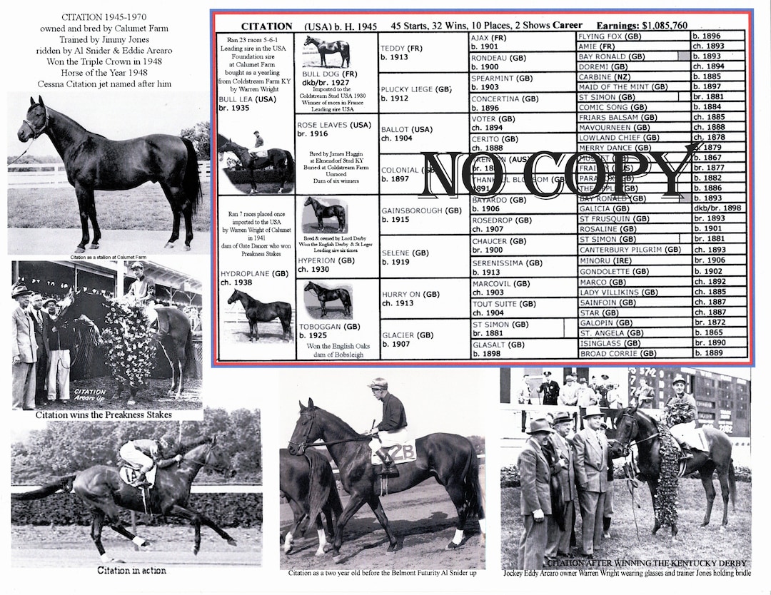 CITATION Triple Crown Race Horse Racing Picture Pedigree Chart Gift ...