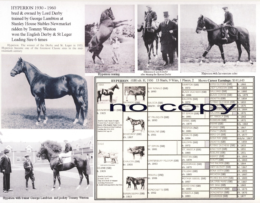 HYPERION Race Horse Racing Picture Pedigree Chart Photo Ready to Frame ...