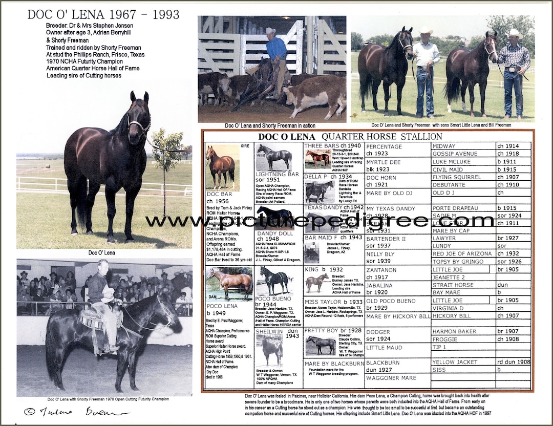 Famous Cutting Quarter Horse Doc O' Lena Picture Pedigree Chart Photo ...
