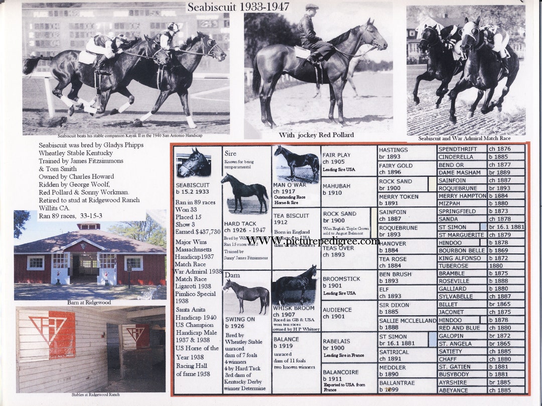 Race Horse Legend SEABISCUIT 11 X 8.5 Picture Pedigree - Etsy