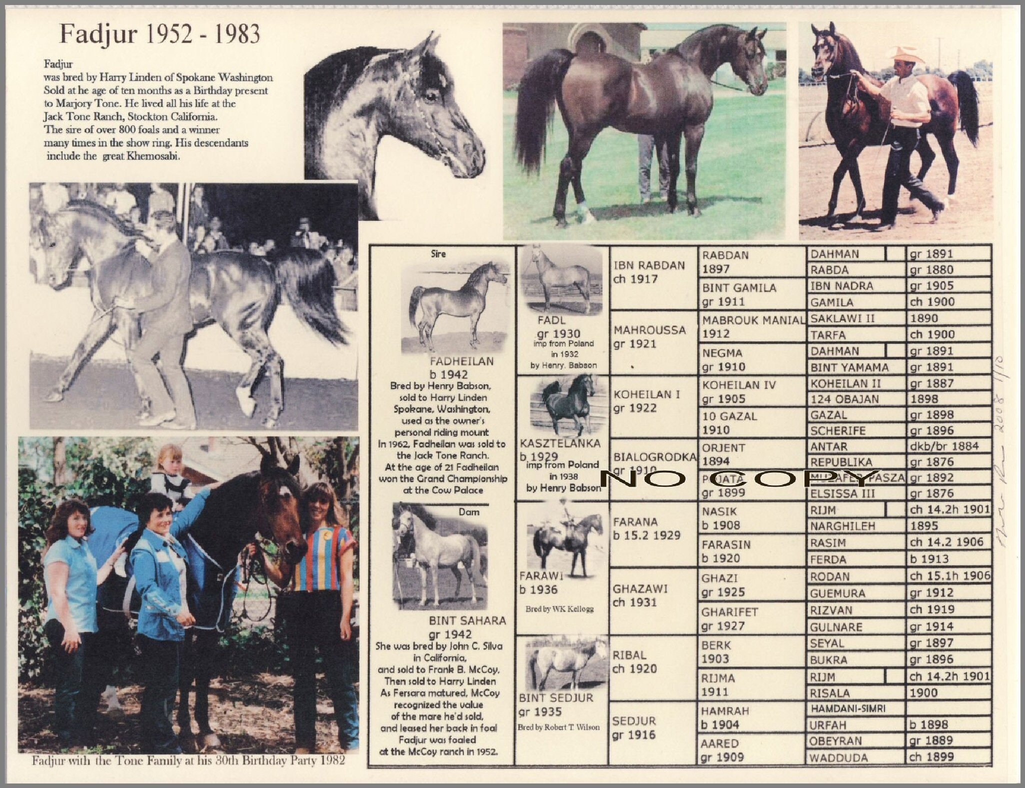 Arabian Horse Fadjur Picture Pedigree 8.5 X 11 - Etsy