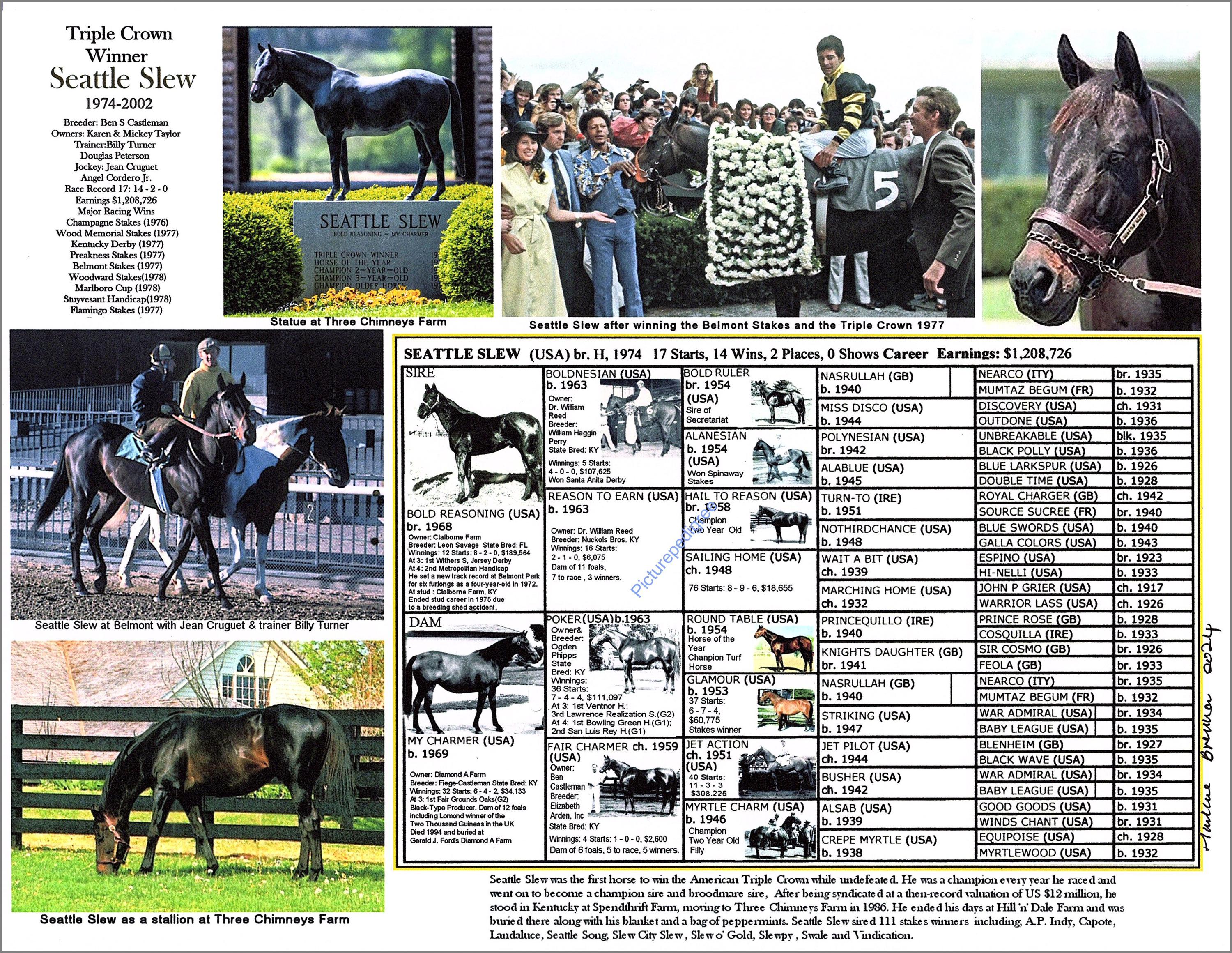 Seattle Slew Picture Pedigree Chart Race Horse Triple Crown Winner 8.5 ...