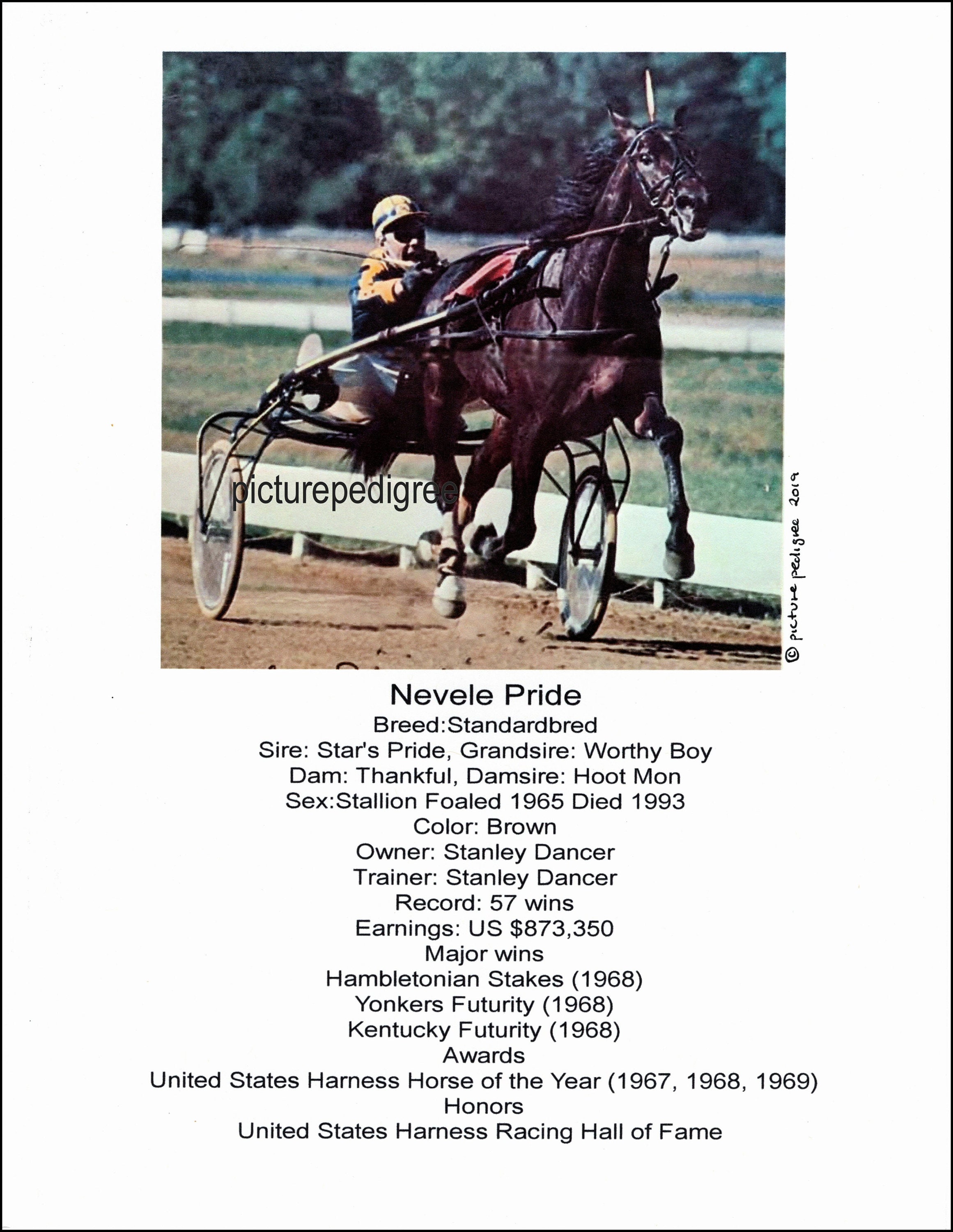 Standardbred Race Horse Nevele Pride - Etsy