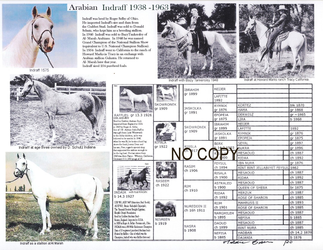 Arabian Horse Indraff Picture Pedigree 8.5X11 - Etsy