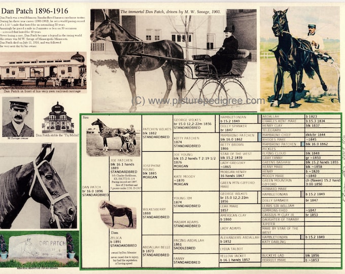 Standardbred Dan Patch Picture Pedigree Chart 8.5 X 11 - Etsy