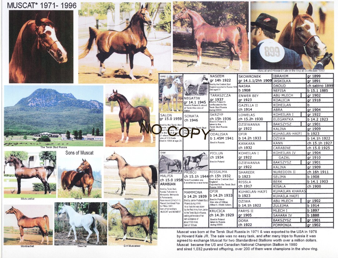 Arabian Stallion Muscat 8.5 X 11 Picture Pedigree - Etsy