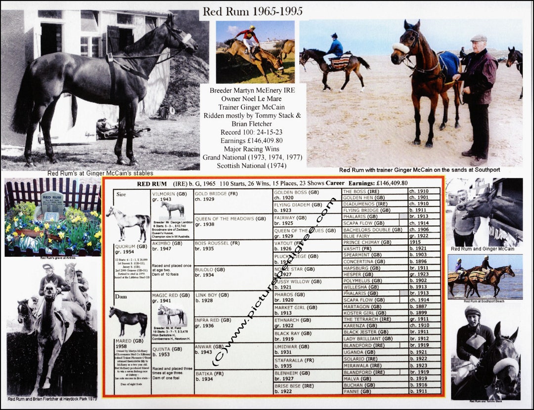 Famous Race Horse Red Rum Grand National Winner Picture Pedigree Chart ...