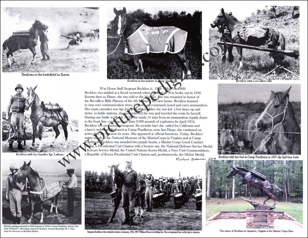 Military the Marines War Horse Hero Sergeant Reckless Picture ...