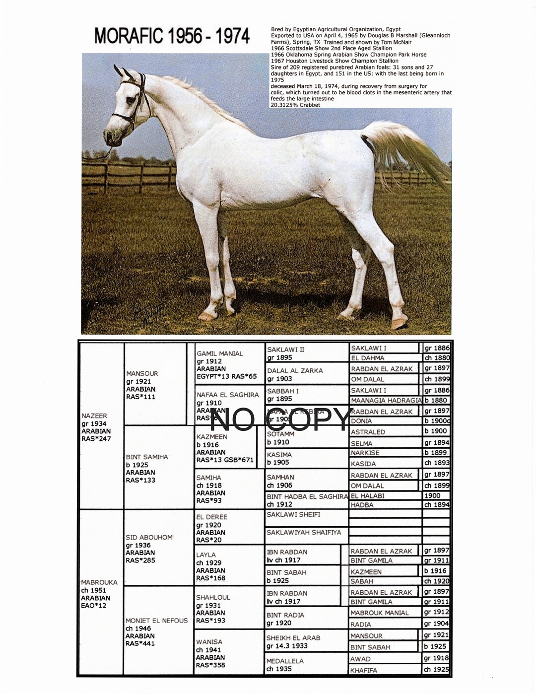 Arabian Horse MORAFIC - Etsy