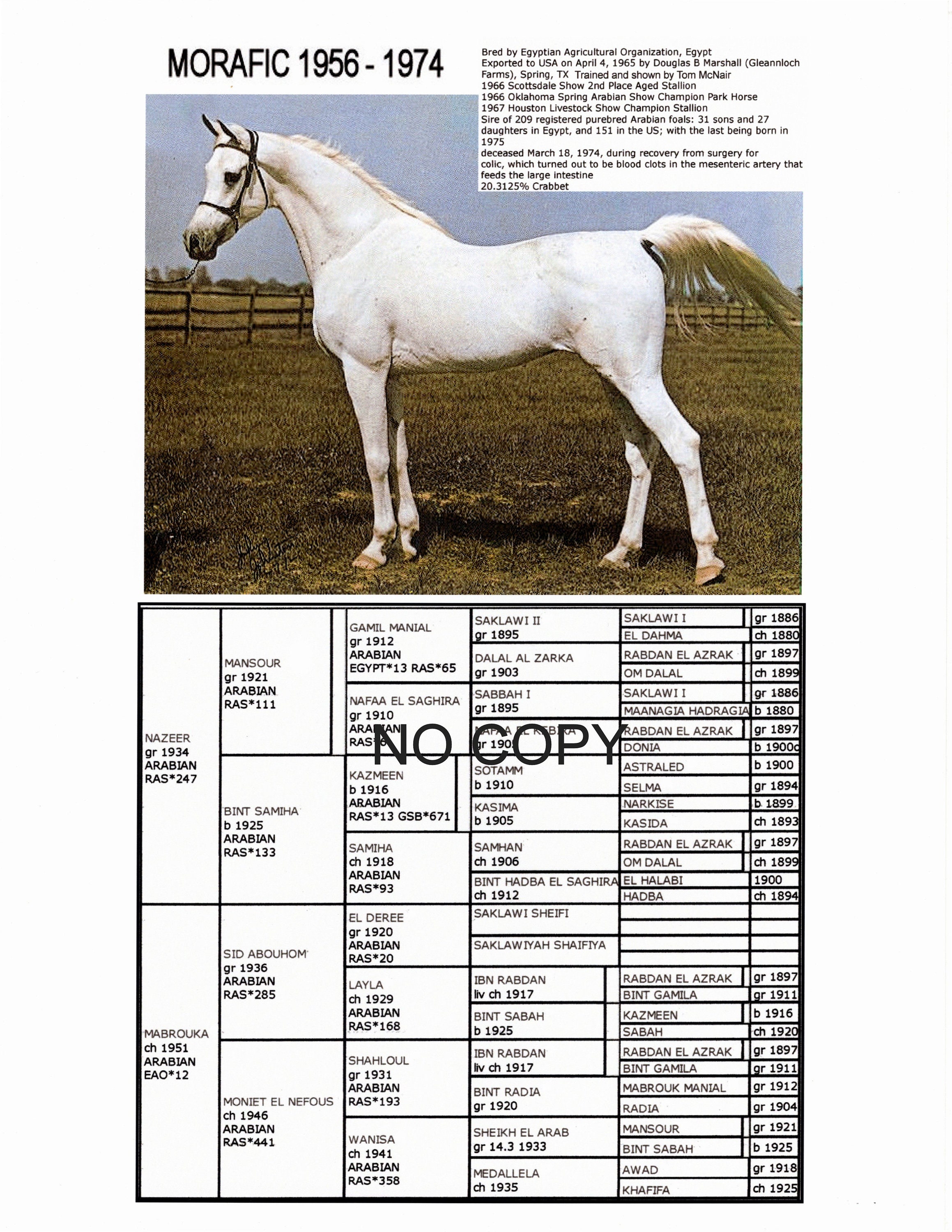 Arabian Horse MORAFIC - Etsy