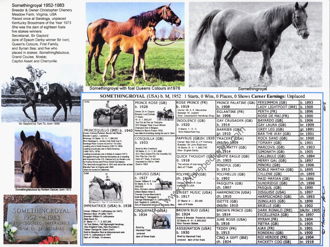 Race Horse Somethingroyal Picture Pedigree 8.5 X 11 Dam of Secretariat ...