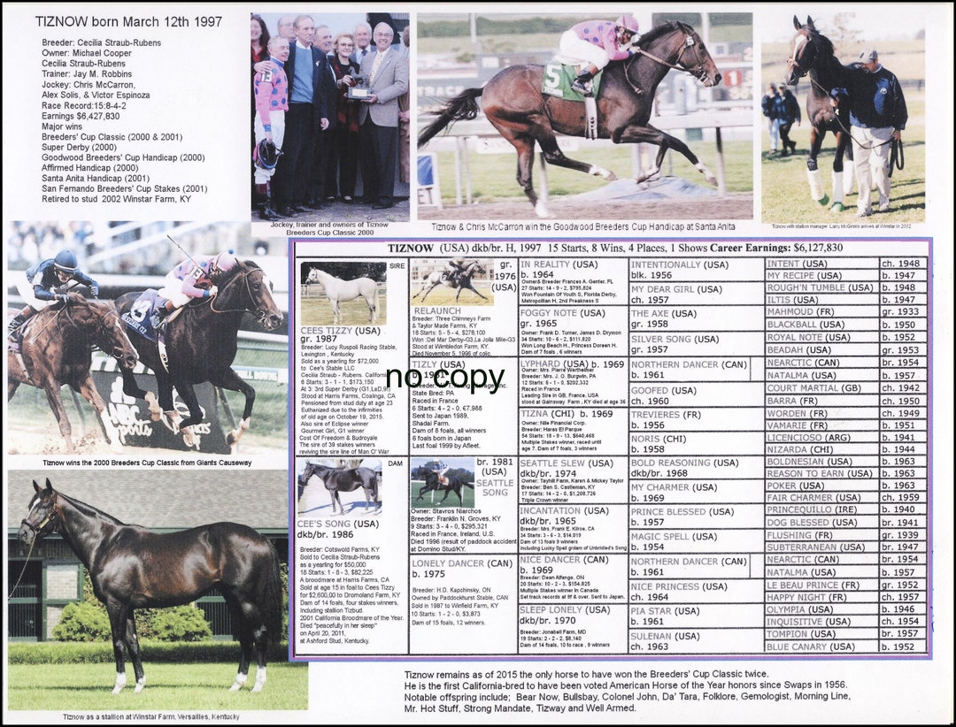 Race Horse TIZNOW Picture Pedigree Jockey Chris Mccarron Size 11 X 8.5 ...