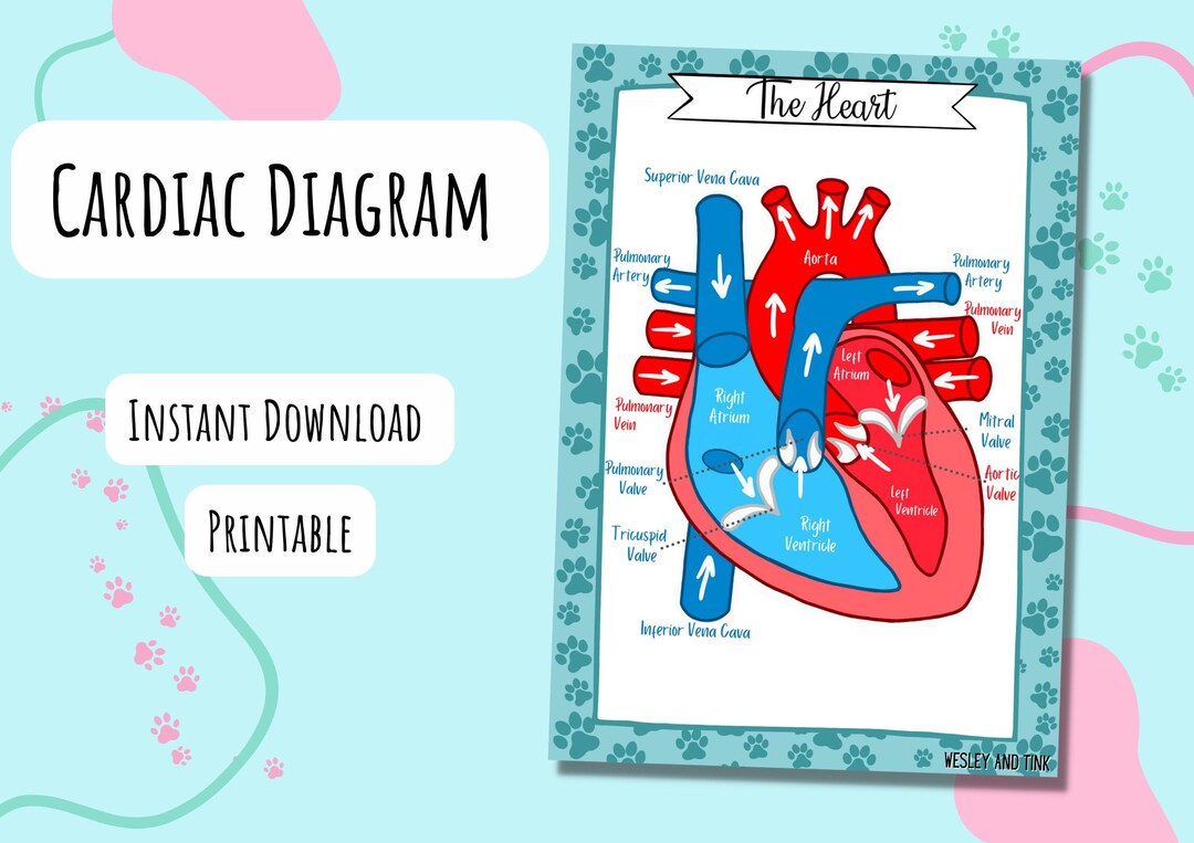 Cardiac Diagram DIGITAL DOWNLOAD, Printable, Poster, Reference Card ...