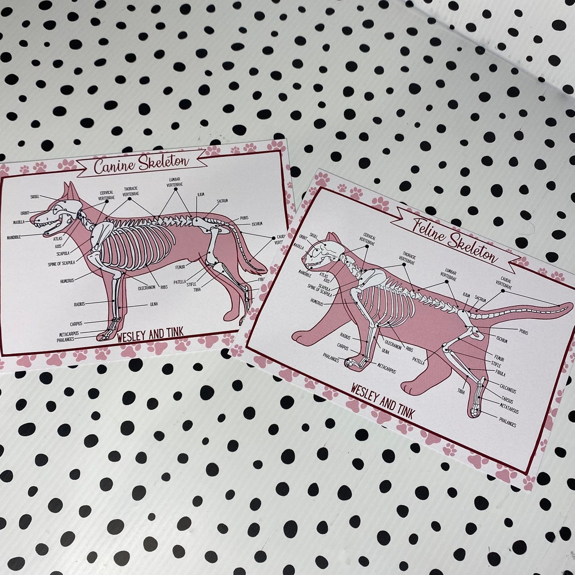 Canine AND Feline Skeletal Chart PINK Study Vet Veterinary - Etsy