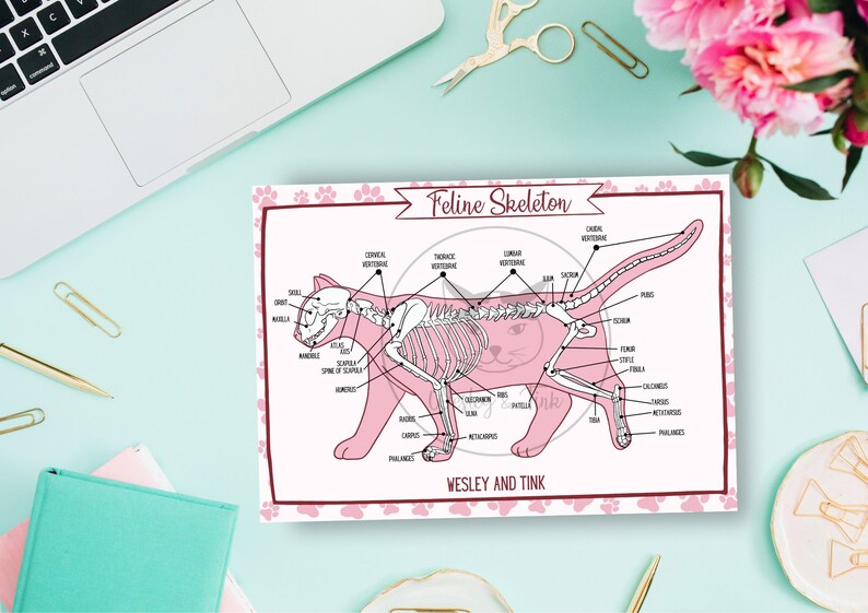 Canine AND Feline Skeletal Chart PINK Study Vet Veterinary - Etsy