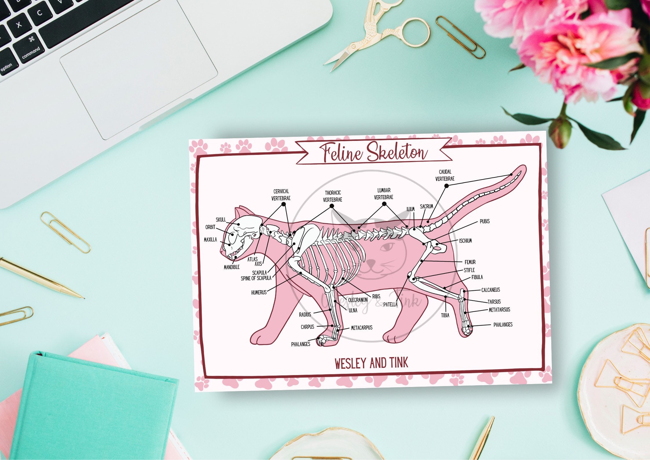 Canine AND Feline Skeletal Chart PINK Study, Vet, Veterinary, Student ...