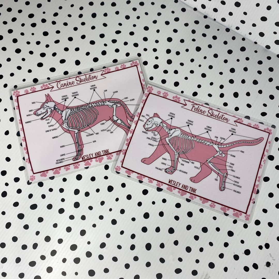 Canine AND Feline Skeletal Chart PINK Study, Vet, Veterinary, Student ...