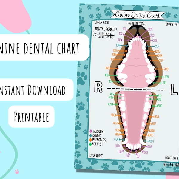 Canine Dental Chart - Etsy