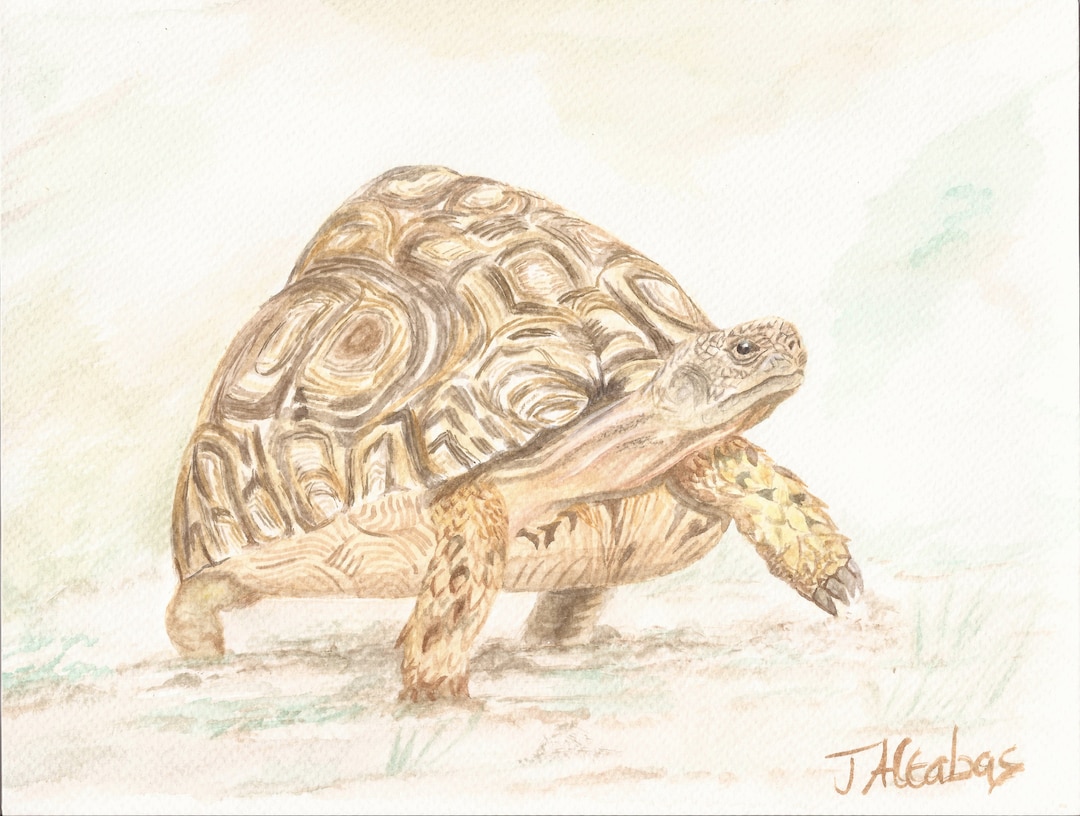 Original Watercolour - Leopard Tortoise - Etsy