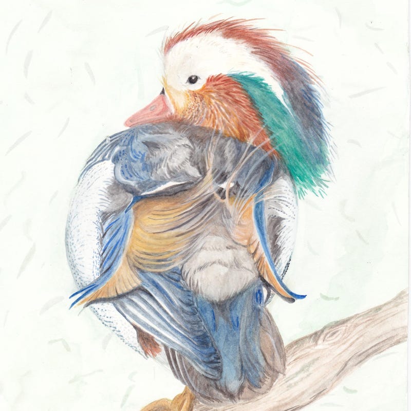 Mandarin Duck Art - Etsy