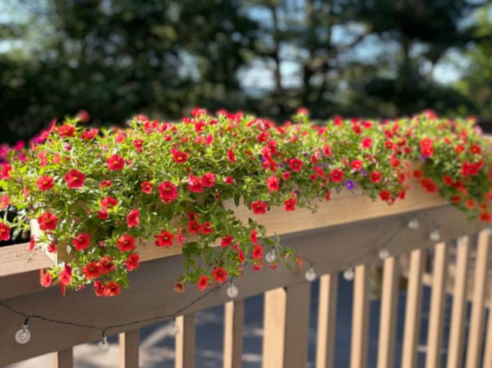 CEDAR Rail Top Planters note Rail Width on Order - Etsy