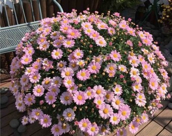 Pink Daisy Seeds | Etsy