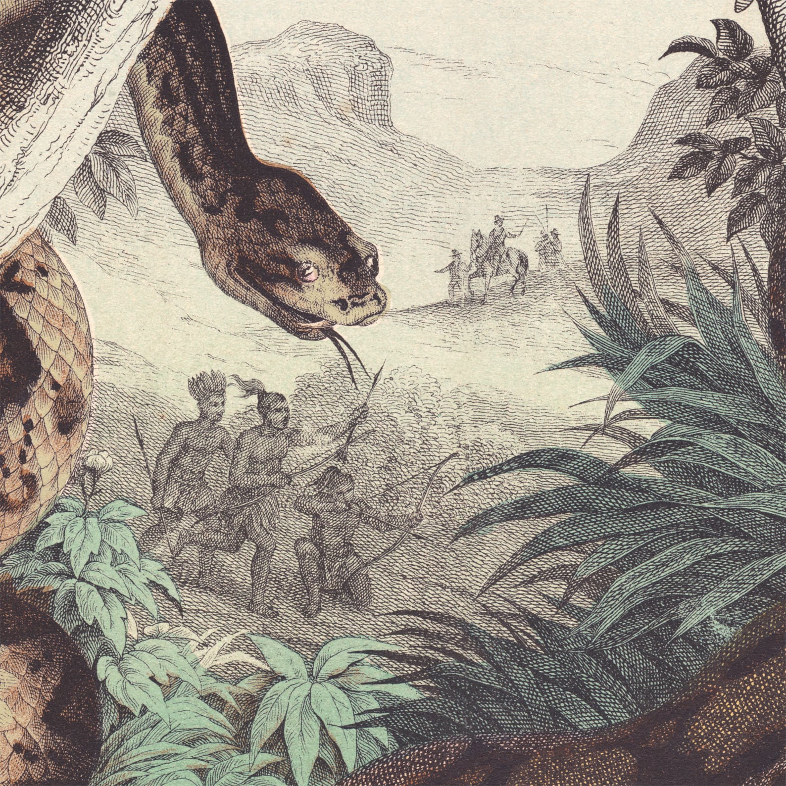 Snake Wall Mural Vintage Wall Decor With an Illustration of - Etsy