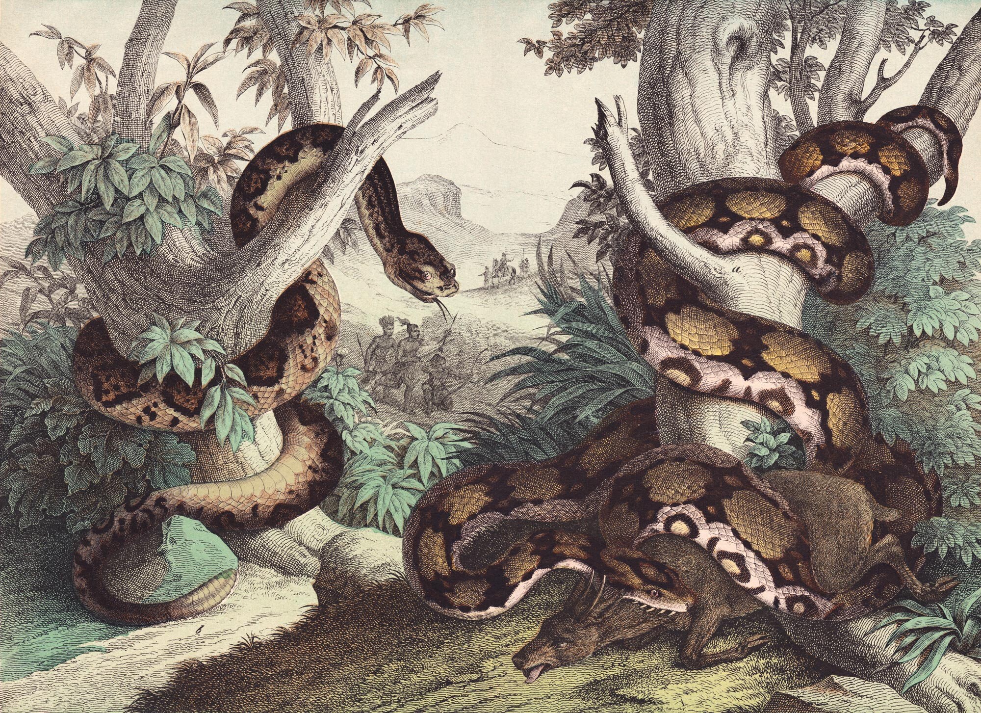 Snake Wall Mural Vintage Wall Decor With an Illustration of - Etsy