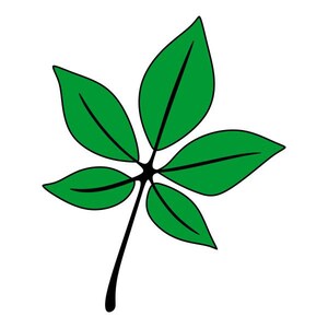 Autumn Leaf Pack Cuttable Design SVG PNG DXF & Eps Designs Cameo File ...