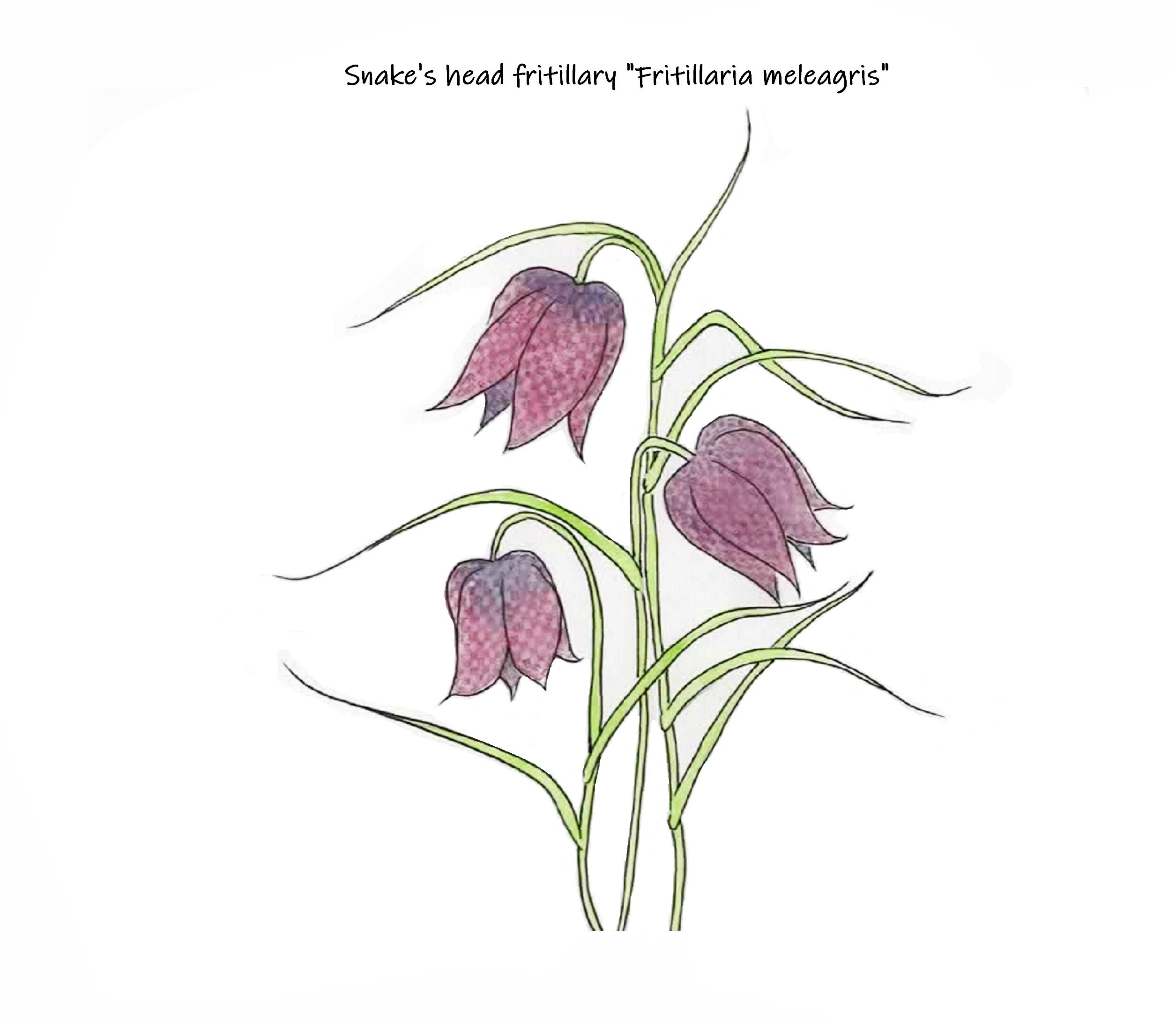 Strange Flower Drawings