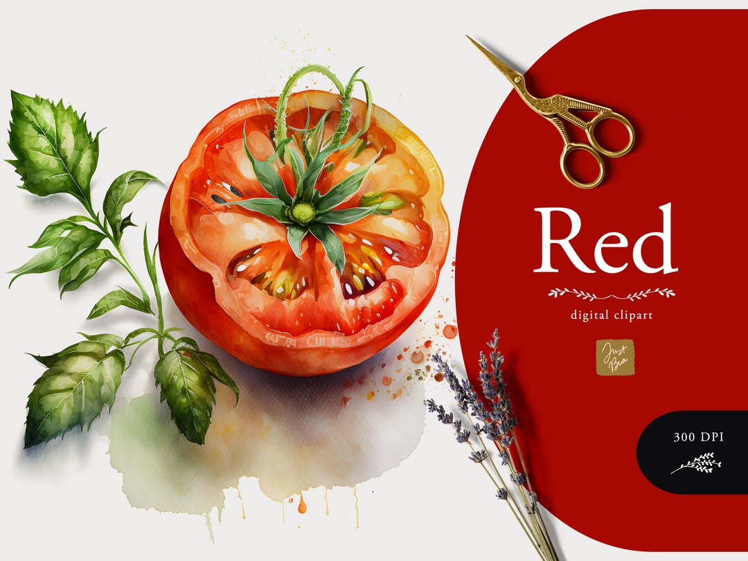 Watercolor Tomatoes Clipart - Tomatoes Graphics - Digital Download ...