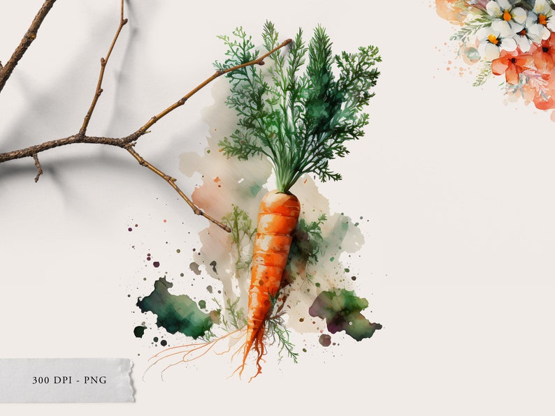 Watercolor Carrots Clipart Carrot Graphics Digital - Etsy