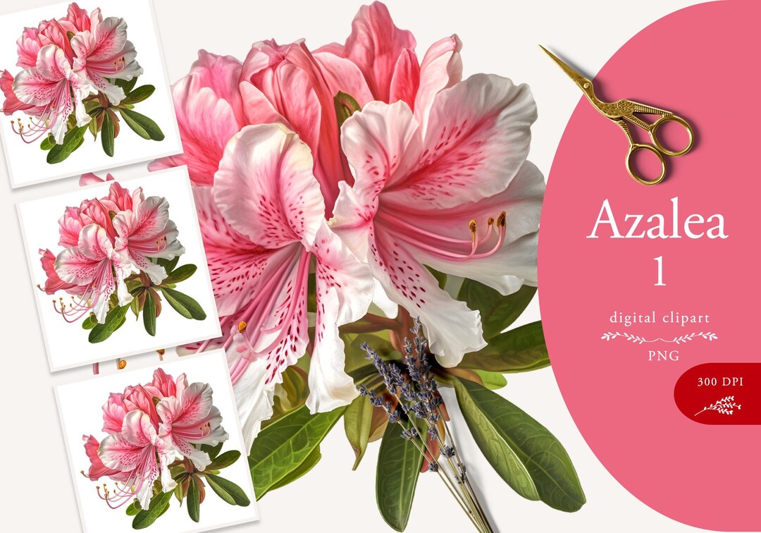 Azalea Clipart, Flower Clipart, Flower Illustration, Azalea Graphics ...