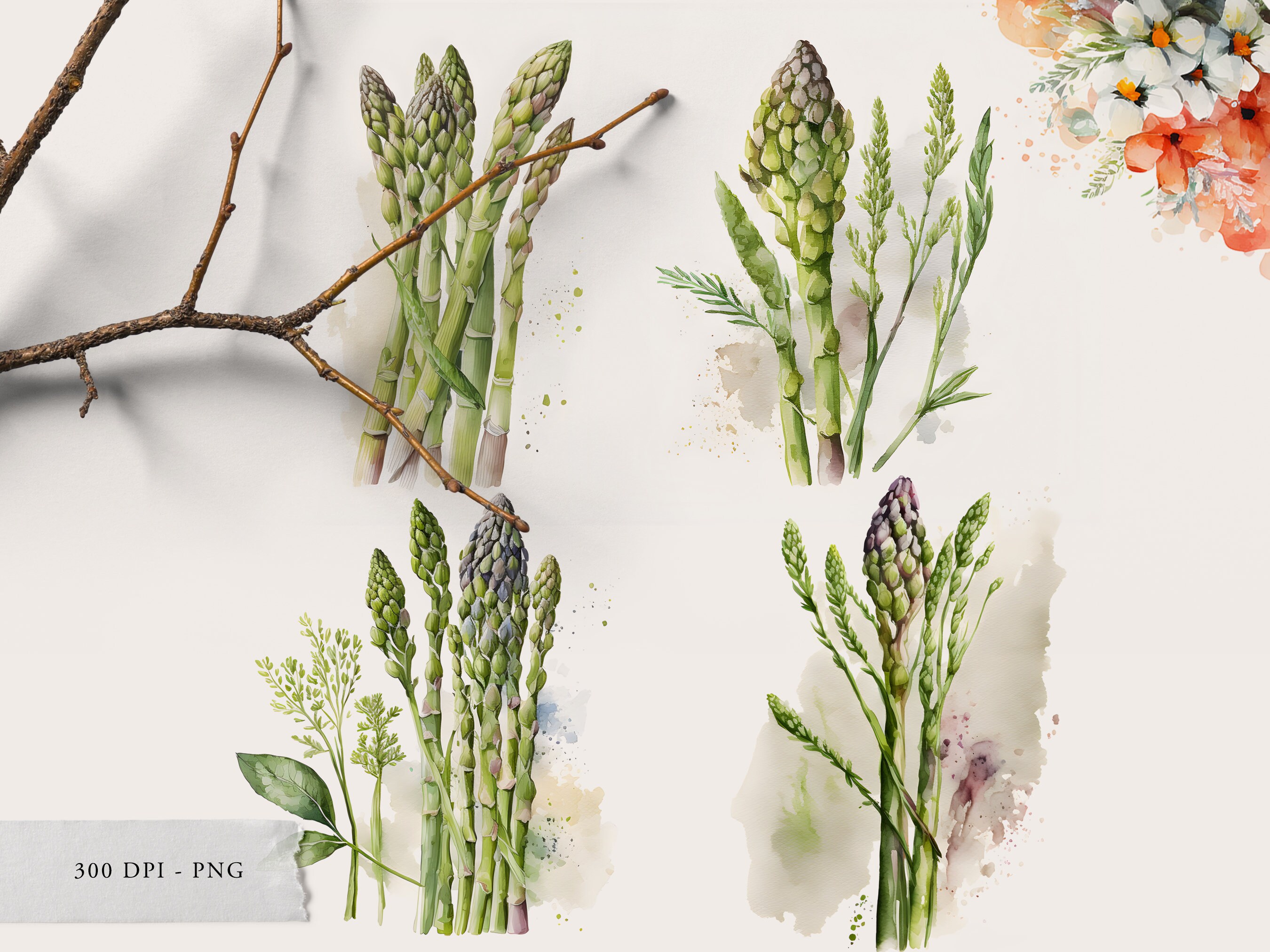 Watercolor Asparagus Clipart, Asparagus Graphics, Digital Download ...