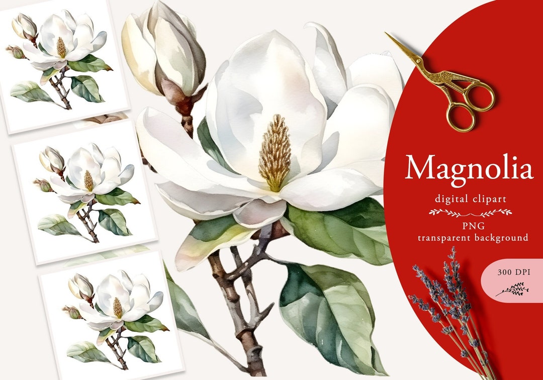 Magnolia Clipart, Flower Clipart, Flower Illustration, Magnolia ...