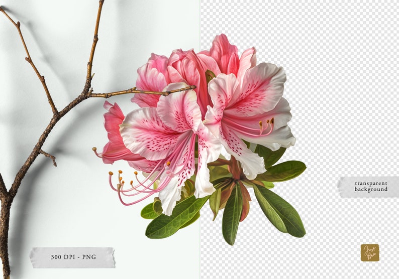 Azalea Clipart, Flower Clipart, Flower Illustration, Azalea Graphics ...