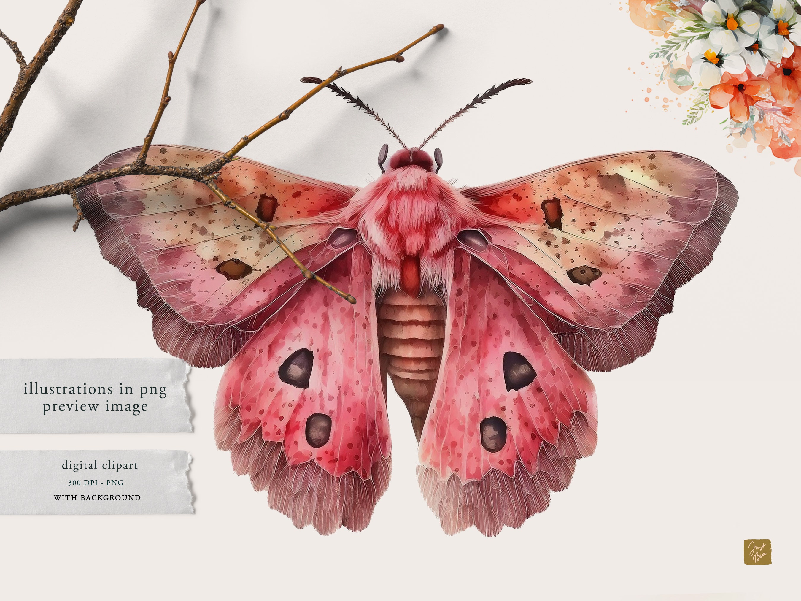 Watercolor Moth Clipart Moth Clipart Moth Illustration - Etsy
