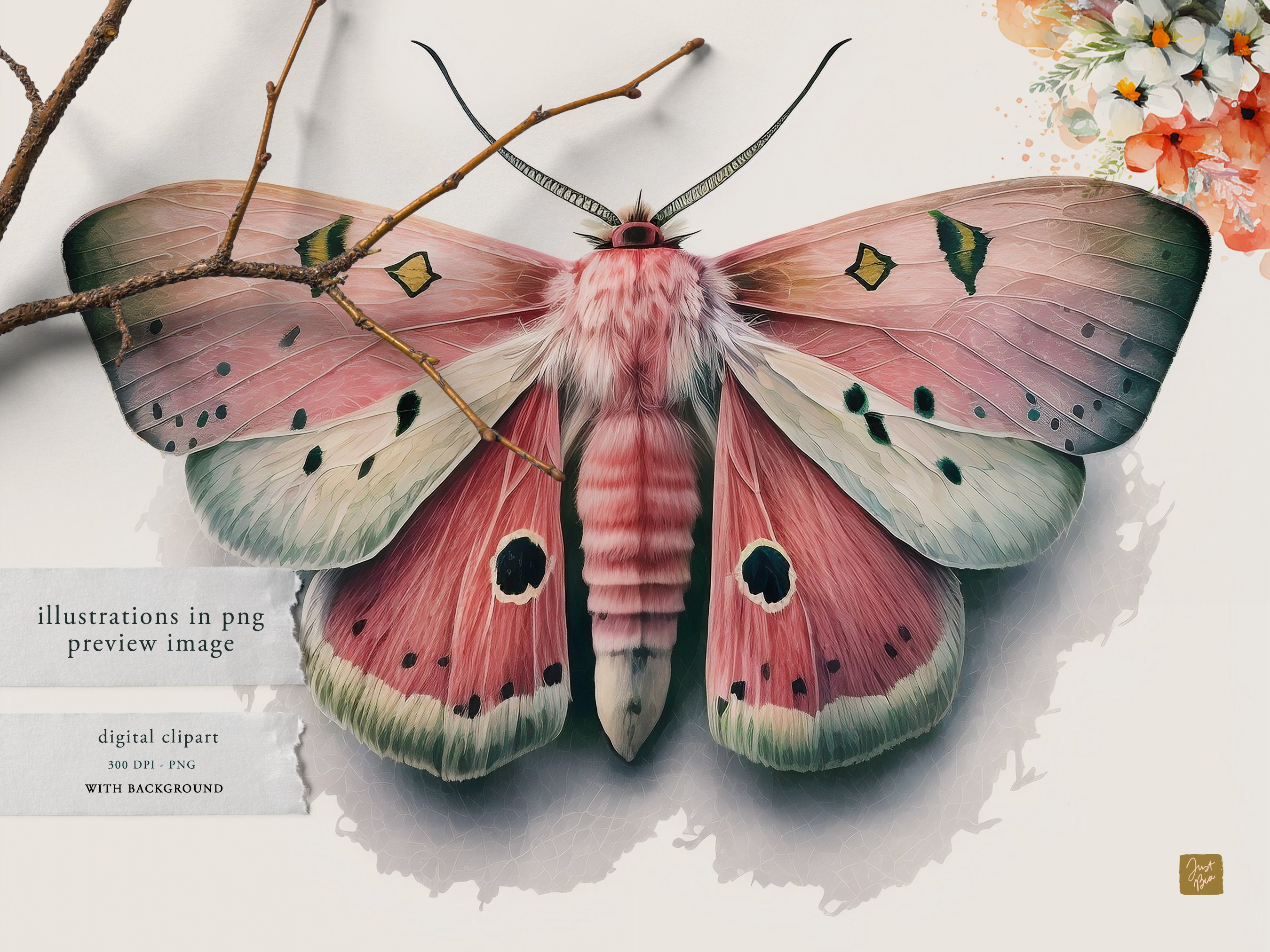 Watercolor Moth Clipart Moth Clipart Moth Illustration - Etsy