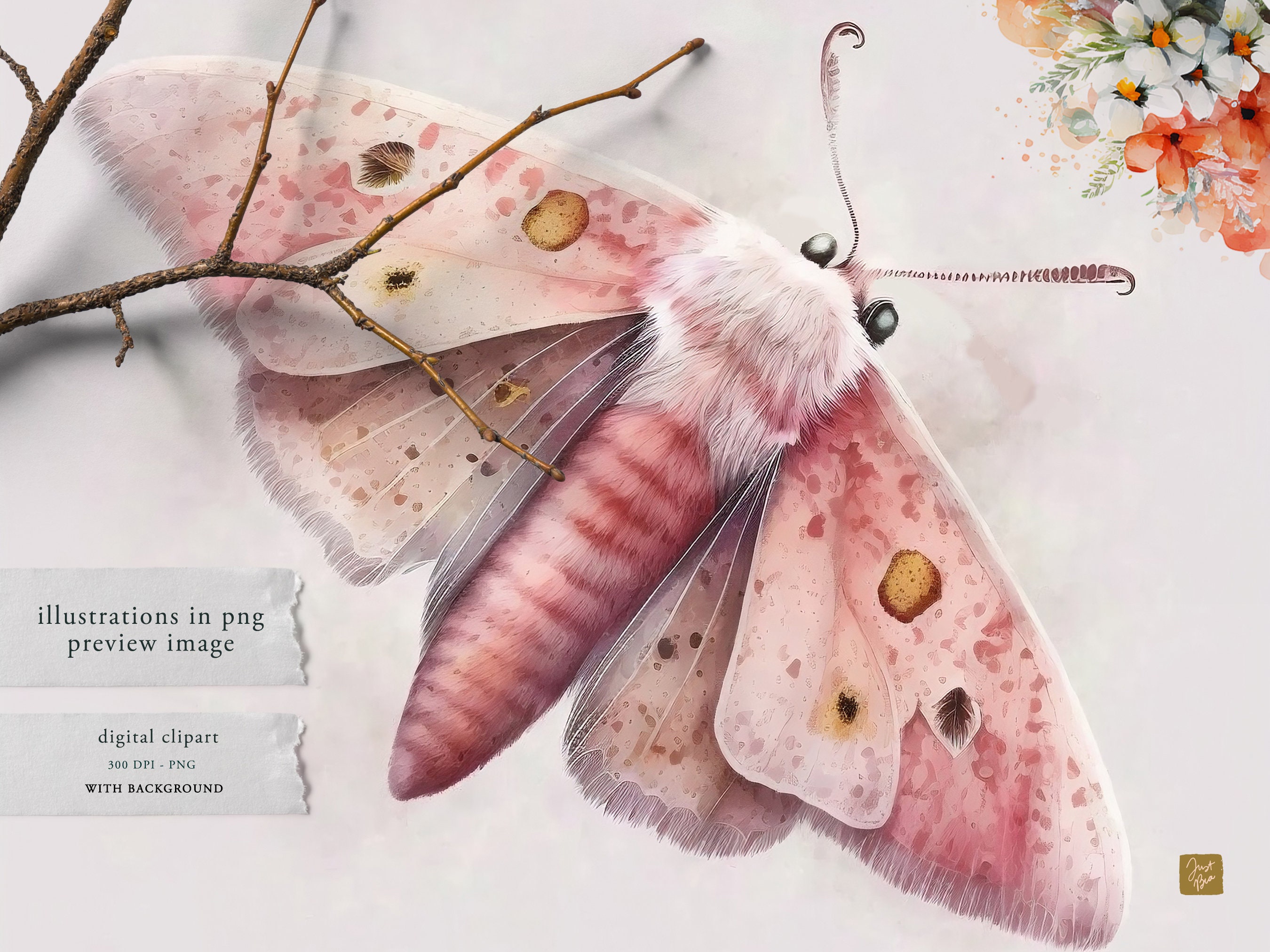 Watercolor Moth Clipart Moth Clipart Moth Illustration - Etsy