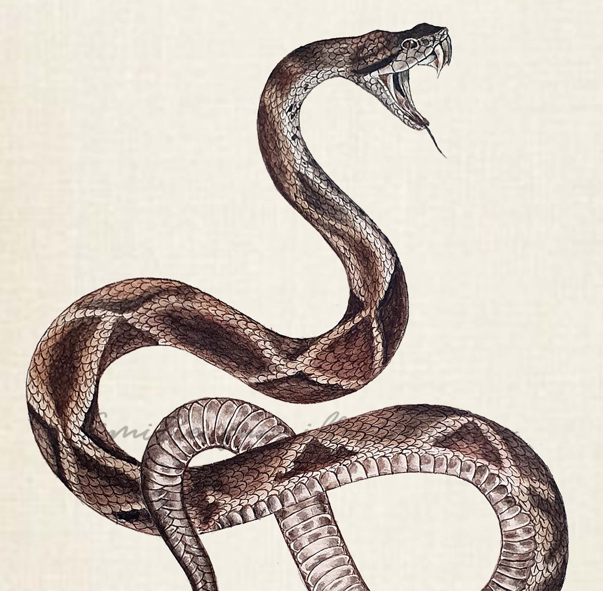 Reproduction Aquarelle Vipère Bothrops Jararaca - Etsy New Zealand